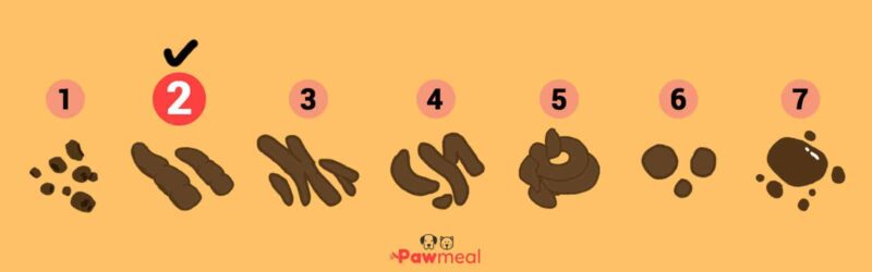 How to Understand Dog Poop (with Stool Chart / Infographic)